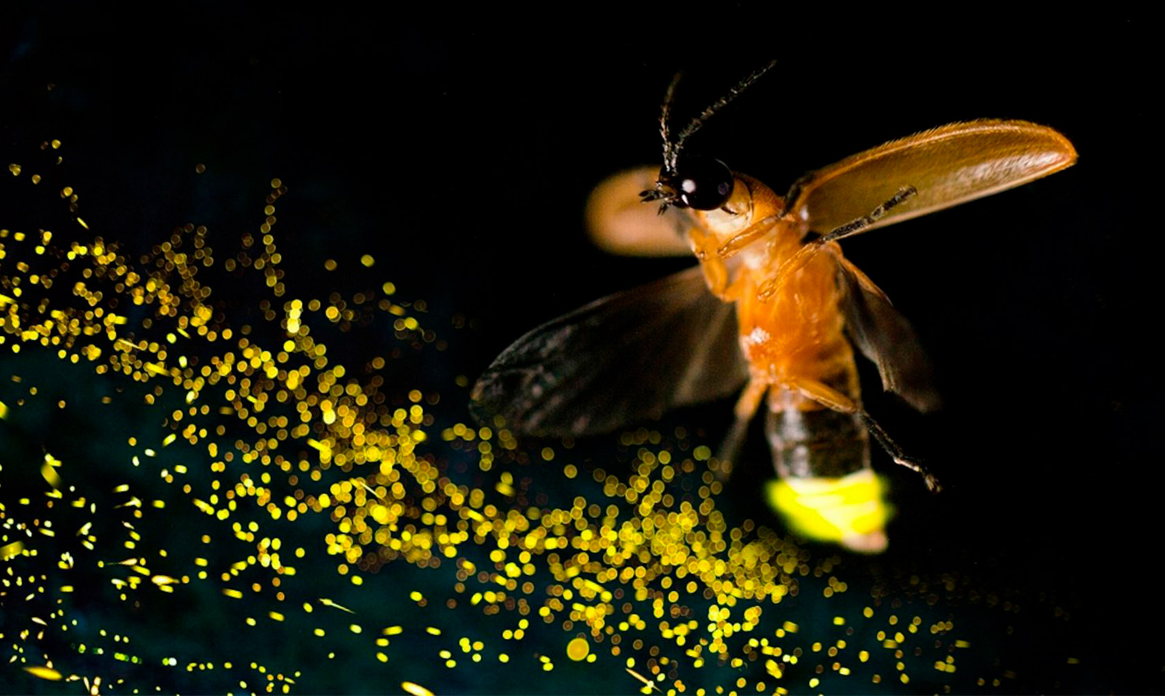 En Morelia Hay 26 Especies De Luciérnagas En Peligro De Extinción: Estudio - Changoonga.com ...