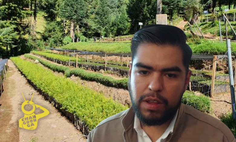 #Michoacán Homero Gómez Hijo Convocará A Reforestación Masiva En ...