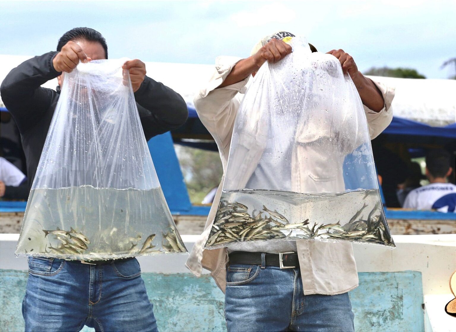 #Michoacán Liberan 15 Mil Peces Acúmara En El Lago De Pátzcuaro Para ...